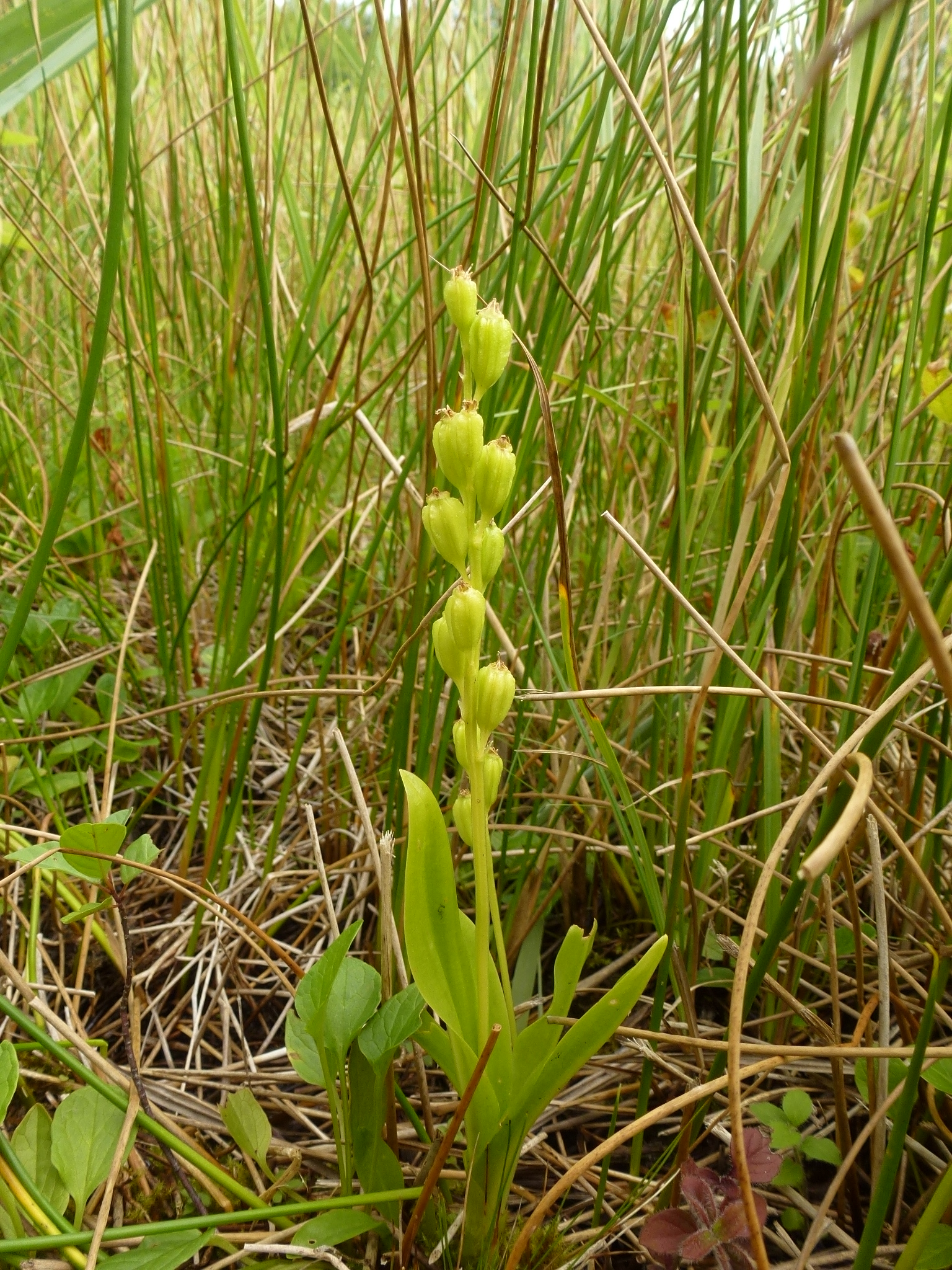 Le Liparis de Loesel - Smecru